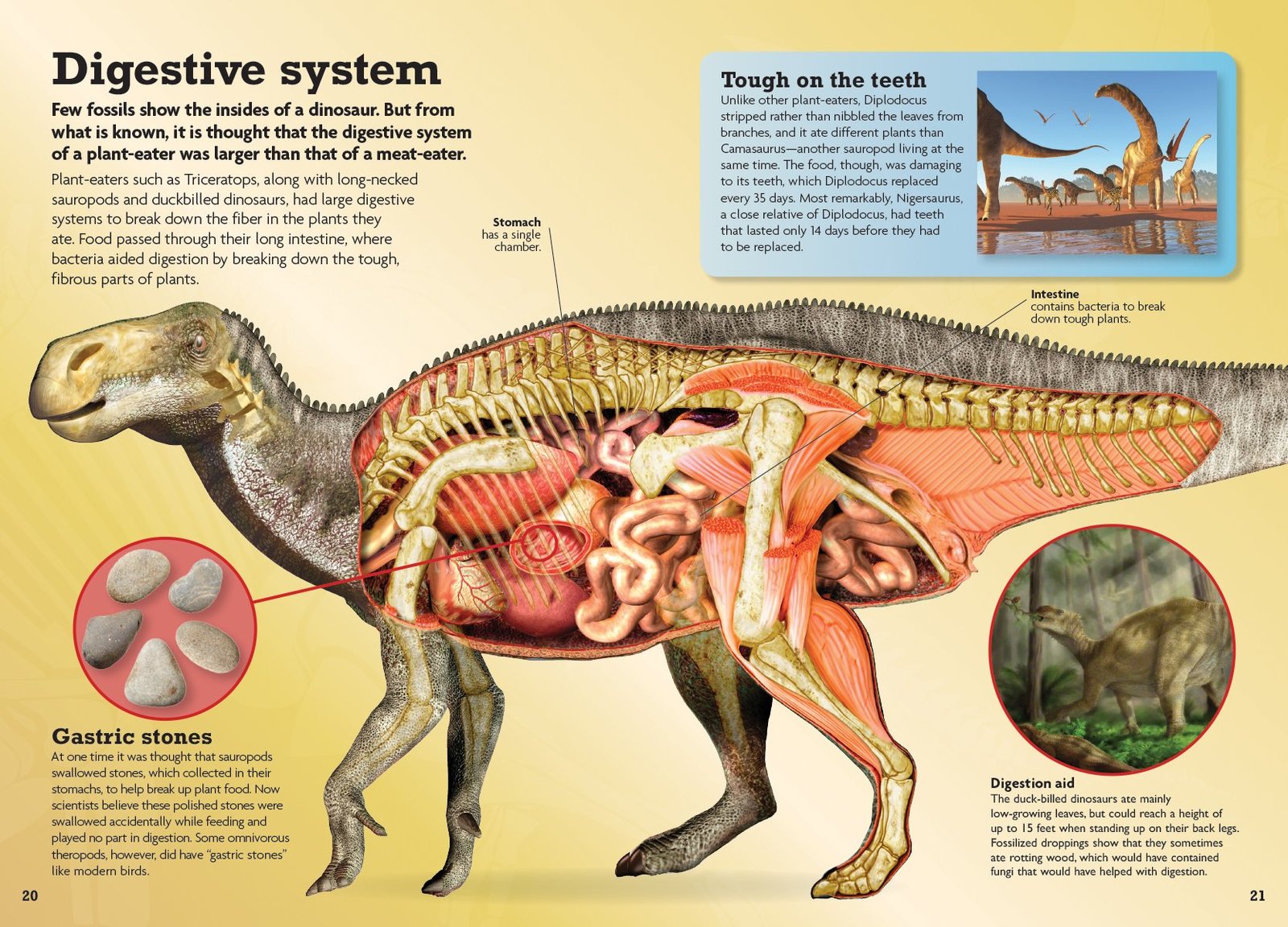 See Inside the Dinosaur | Michael Bright Book | Buy Now | at Mighty Ape NZ