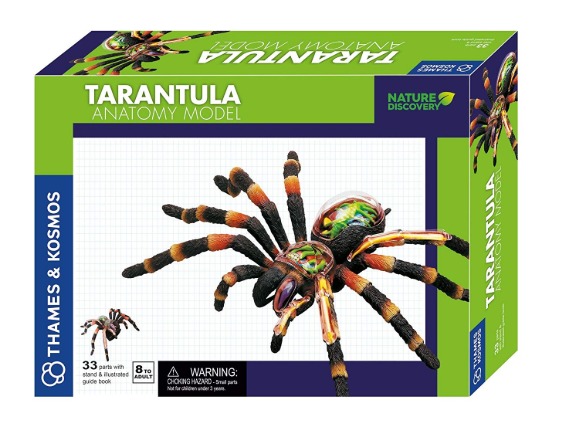 Buy Bug Anatomy Kit - Tarantula at Mighty Ape NZ