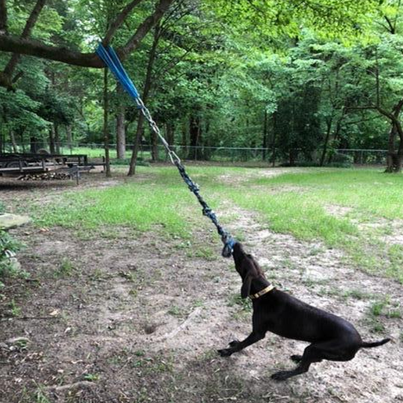 Buy Hanging Bungee Dog Toy at Mighty Ape NZ