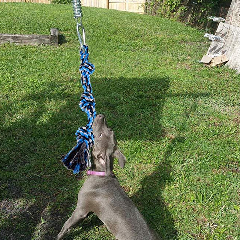Buy Hanging Bungee Dog Toy at Mighty Ape NZ
