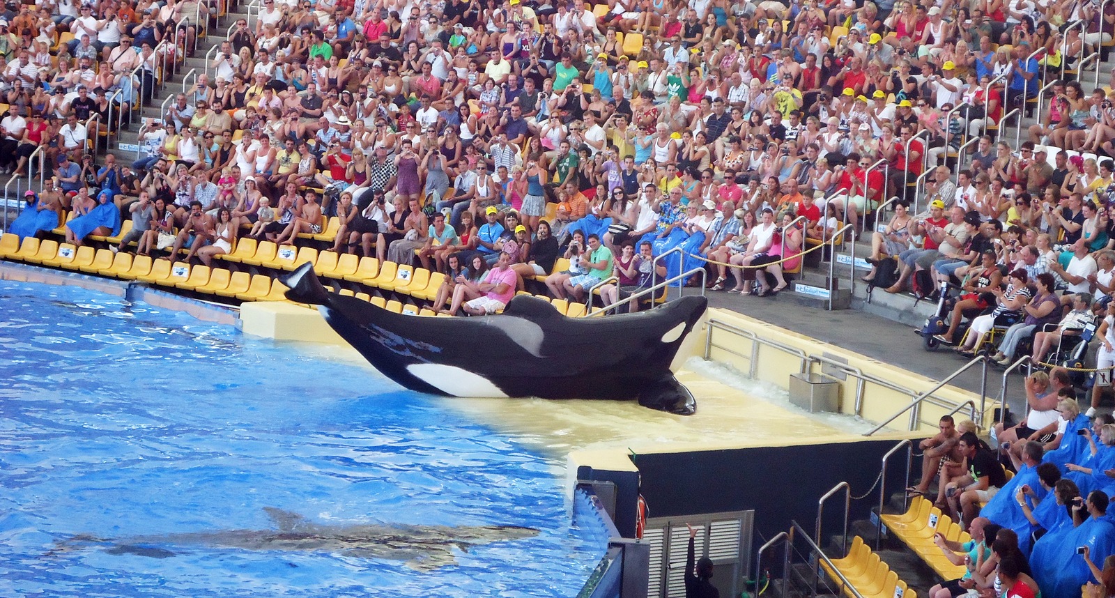 Blackfish | DVD | Buy Now | at Mighty Ape NZ