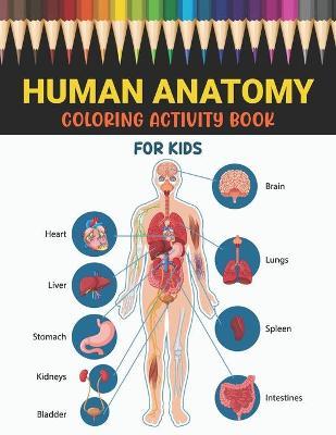 Human Body Muscle Diagram For Kids
