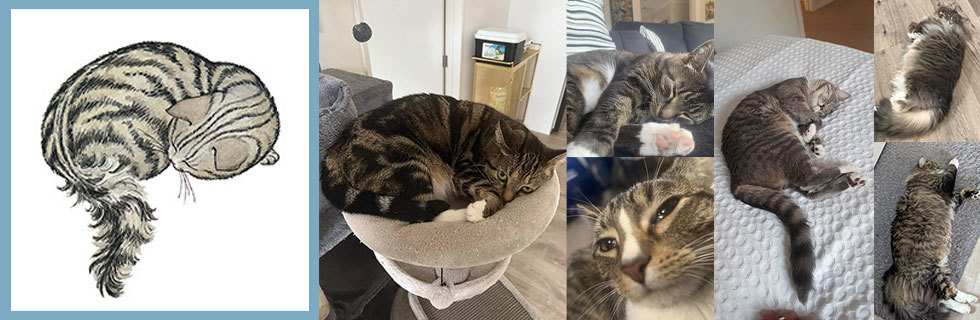 Hairy Maclary Lookalike Competition at Mighty Ape NZ