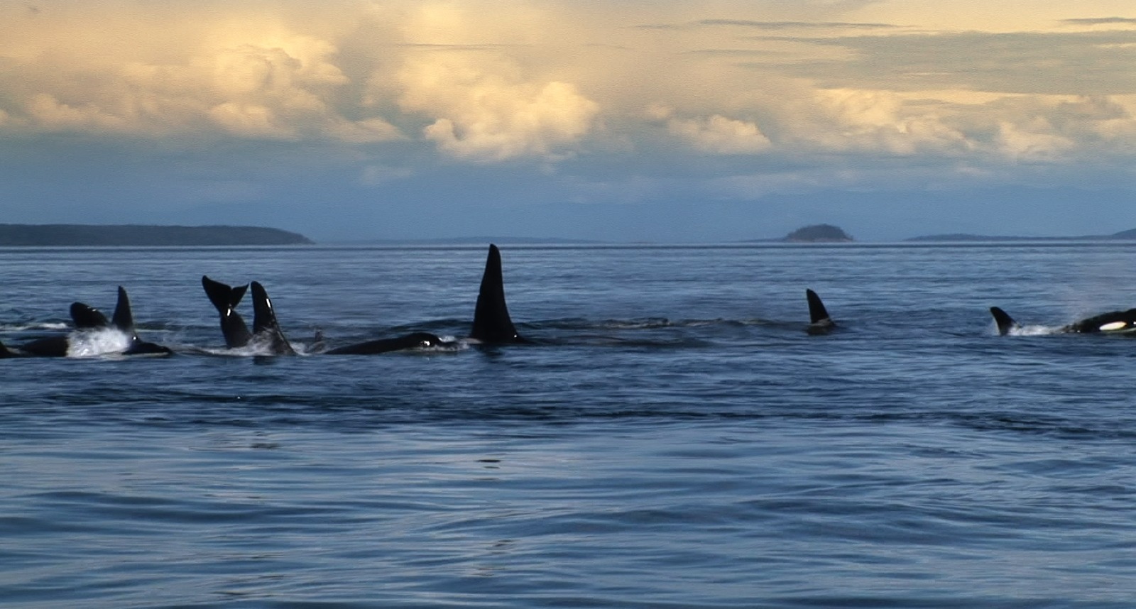 Blackfish | DVD | Buy Now | at Mighty Ape NZ