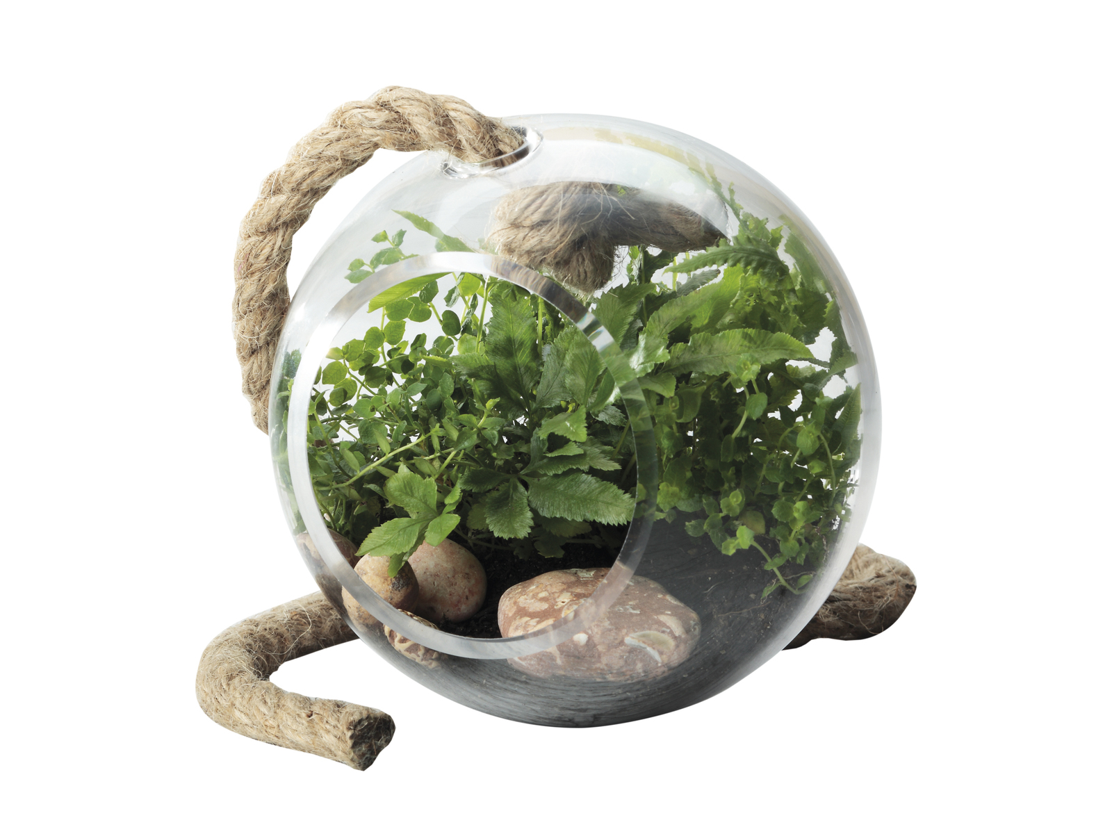 Maxwell & Williams - Little Jungle Terrarium Orbit (13cm) | at Mighty ...