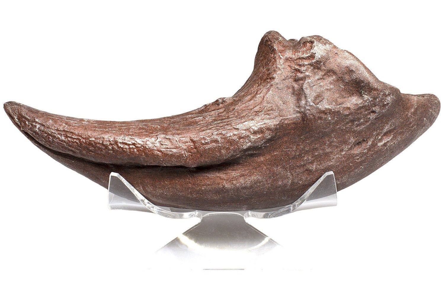 Allosaurus Toe Claw - Premium Replica | at Mighty Ape NZ
