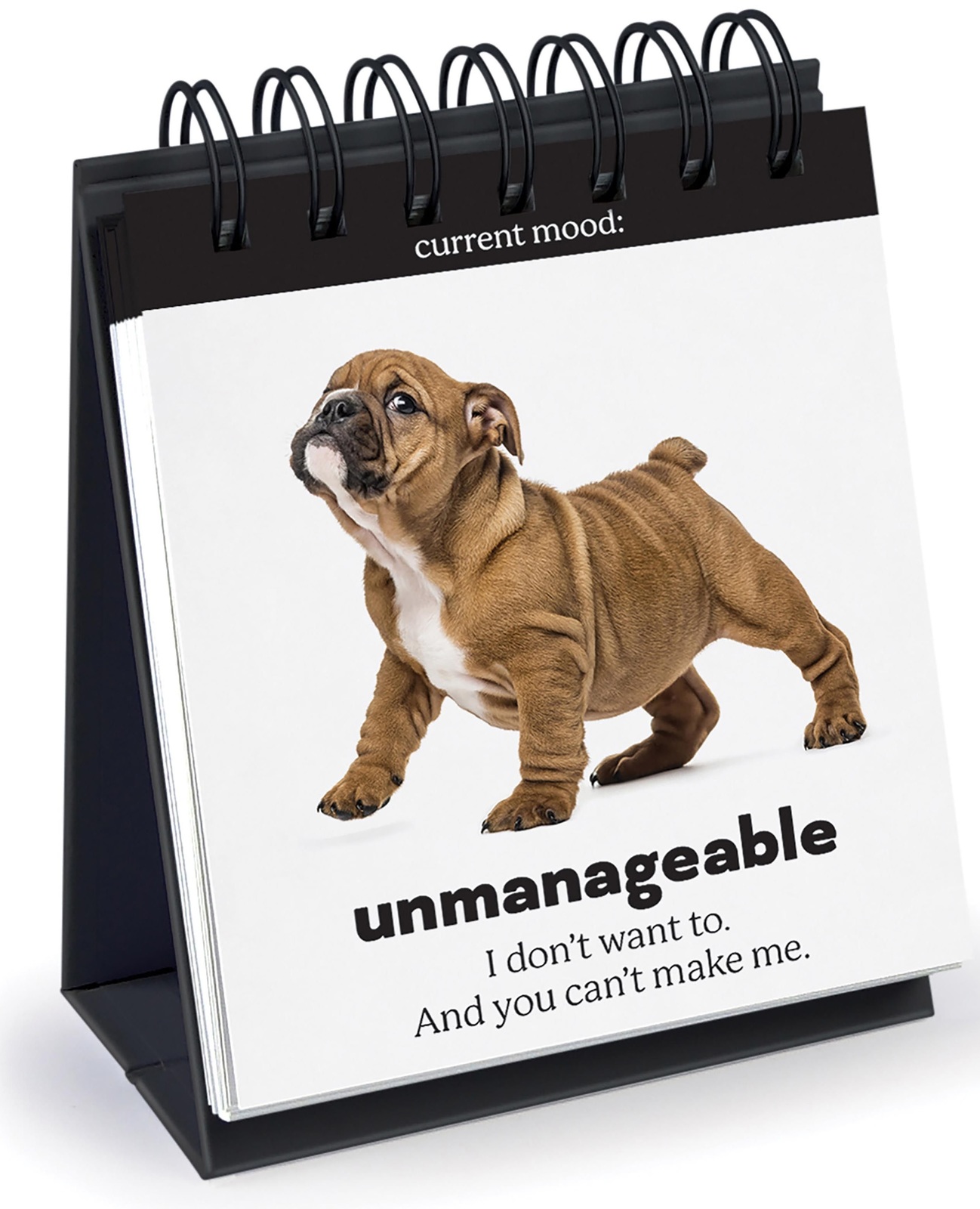 Buy Fred: Daily Doggo Desktop Flip Book at Mighty Ape NZ