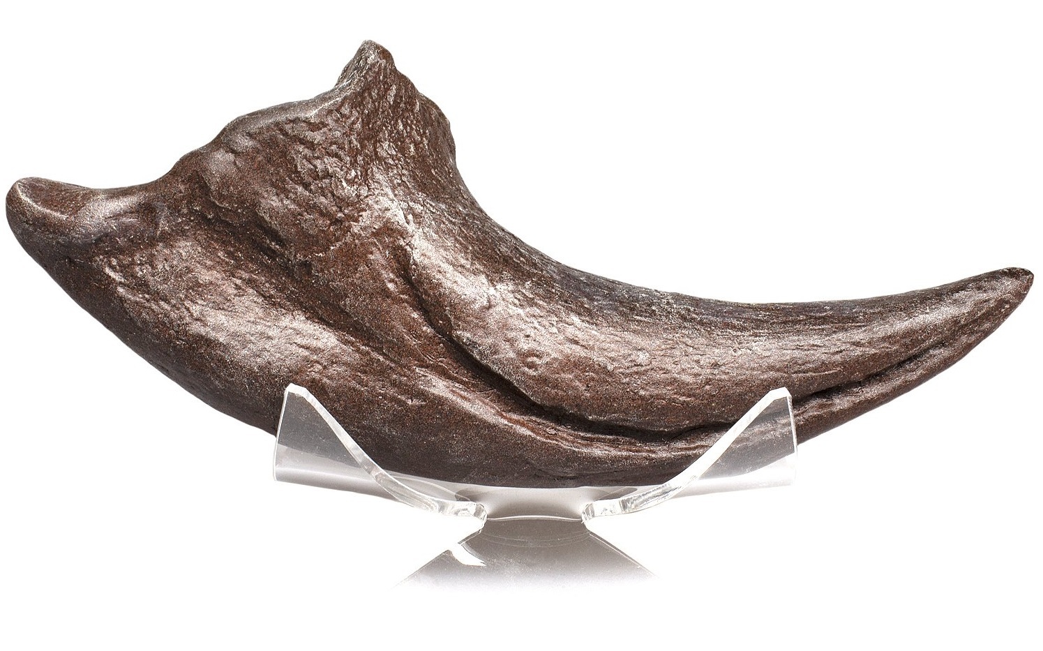 Allosaurus Toe Claw - Premium Replica | at Mighty Ape NZ