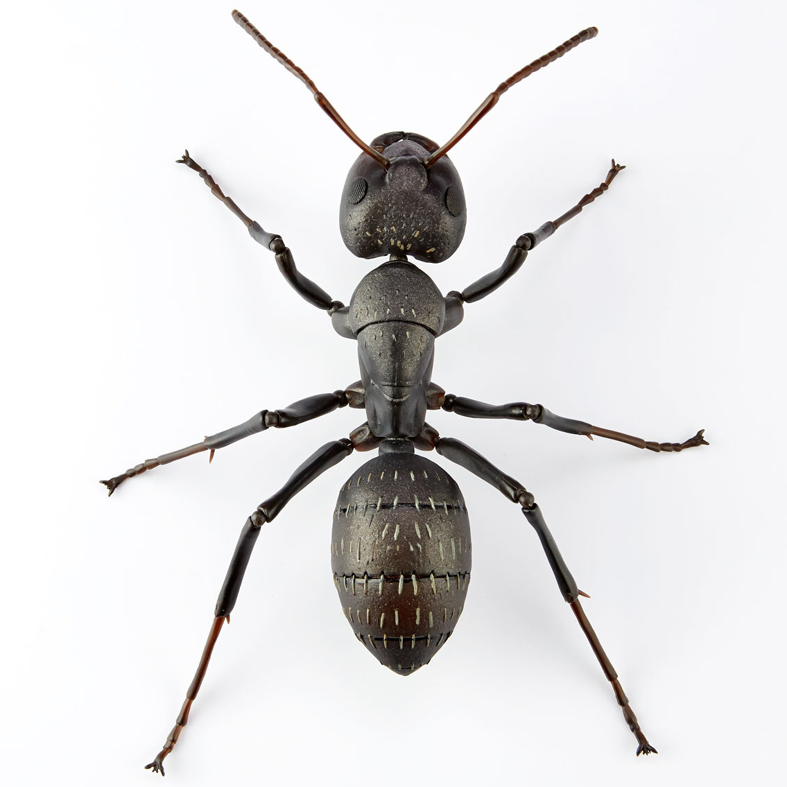 Camponotus japonicus (Black Carpenter Ant) - Action Figure Set | at ...