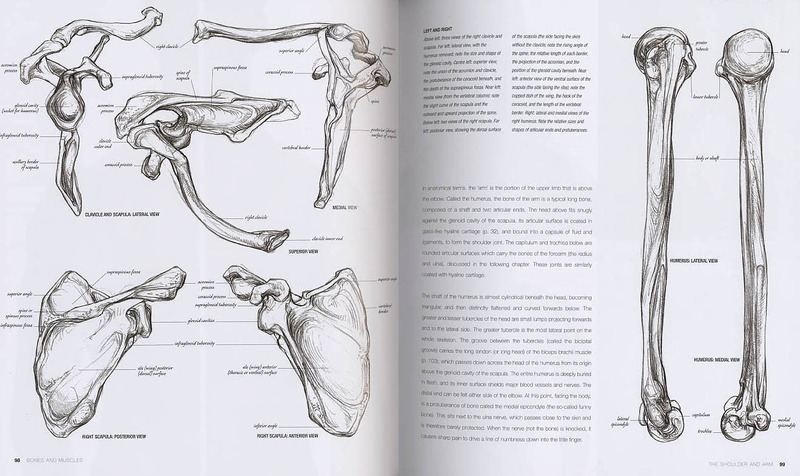 Anatomy for the Artist | Sarah Simblet Book | Buy Now | at Mighty Ape NZ