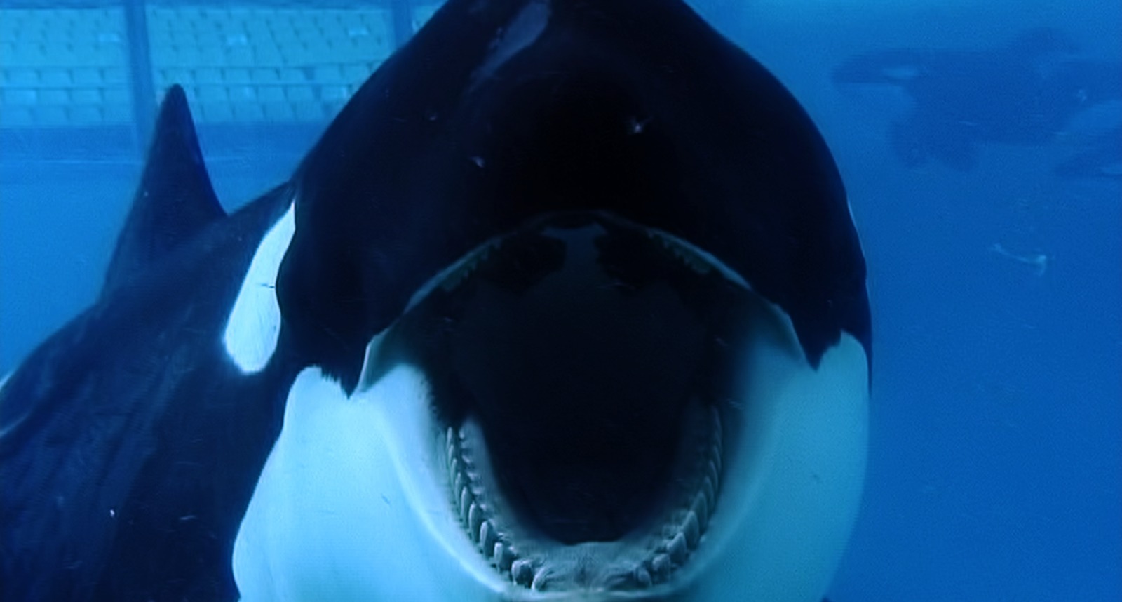 Blackfish | DVD | Buy Now | at Mighty Ape NZ