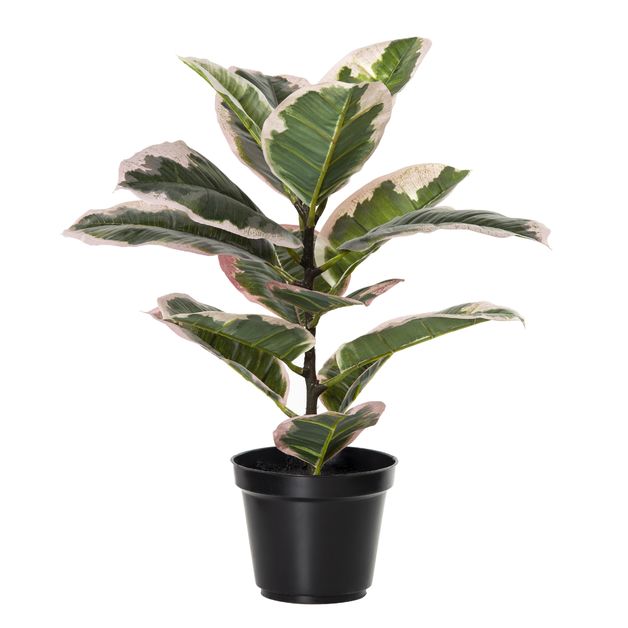 Rubber Plant-Garden Pot | at Mighty Ape NZ