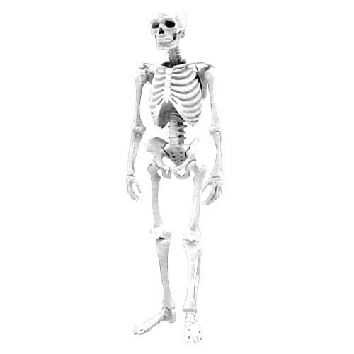 1/12 Human Skeleton - Mini Figure (Blind Box) | at Mighty Ape NZ