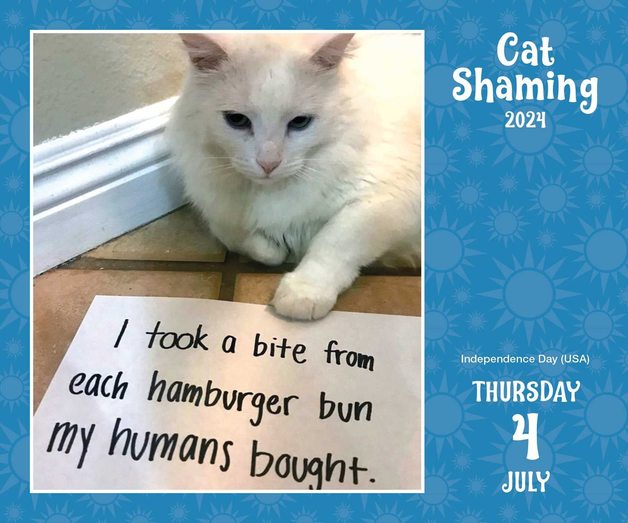 Buy Cat Shaming 2024 Day-To-Day Calendar at Mighty Ape NZ