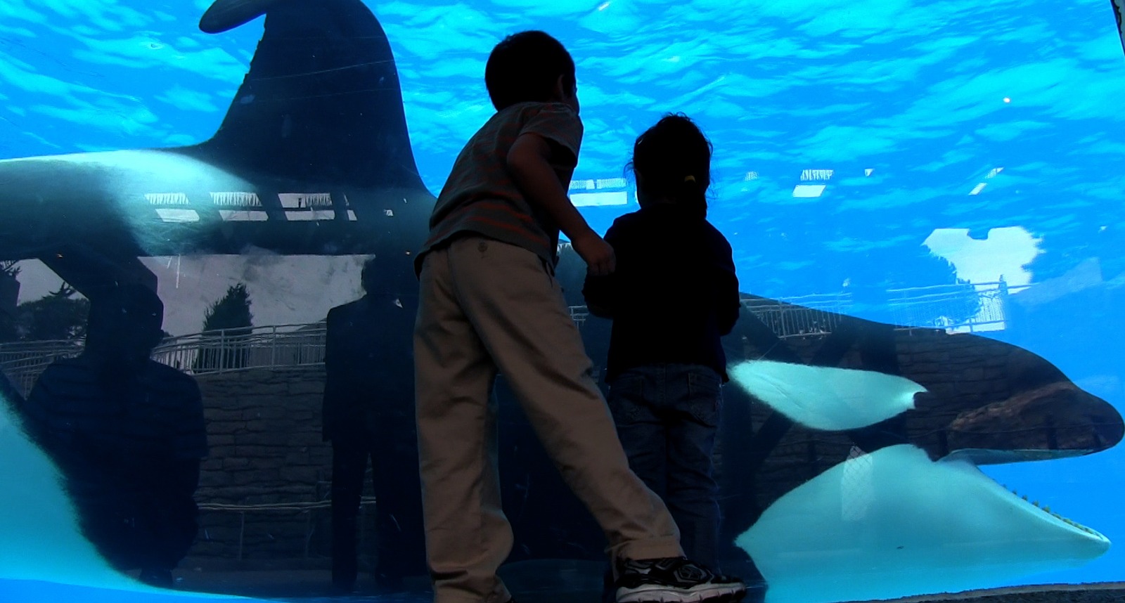 Blackfish | DVD | Buy Now | at Mighty Ape NZ