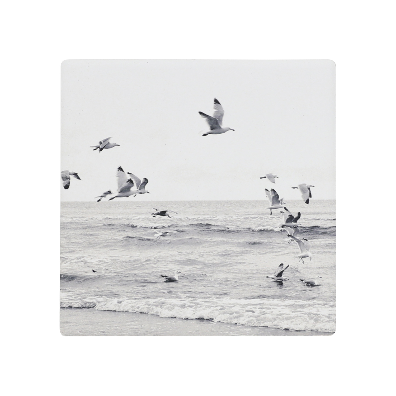 Splosh: Coastal Seagulls Ceramic Coaster | at Mighty Ape NZ