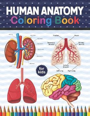 Anatomically Correct Brain Coloring Pages