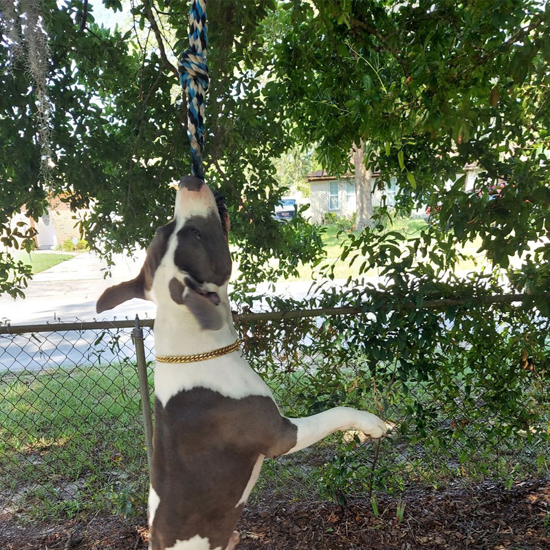 Buy Hanging Bungee Dog Toy at Mighty Ape NZ