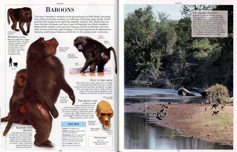 Encyclopedia of Animals | DK Book | Buy Now | at Mighty Ape NZ