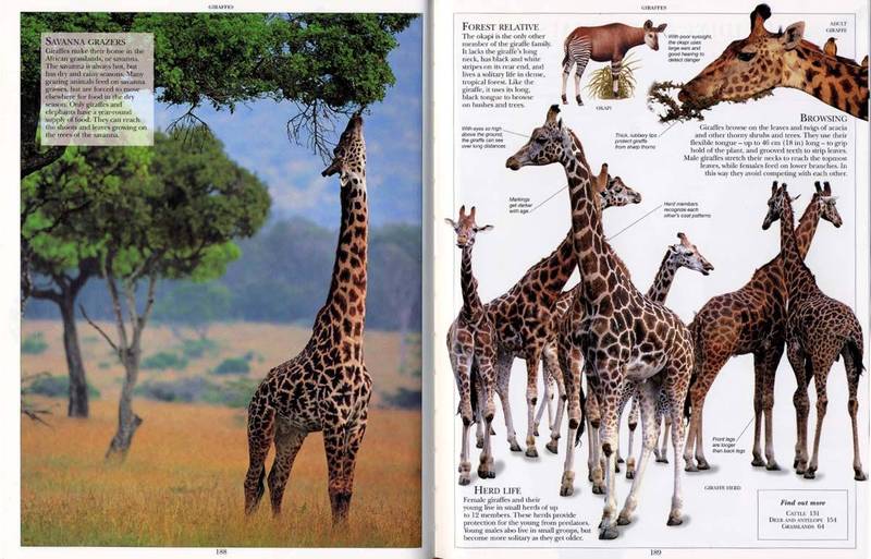 Encyclopedia of Animals | DK Book | Buy Now | at Mighty Ape NZ