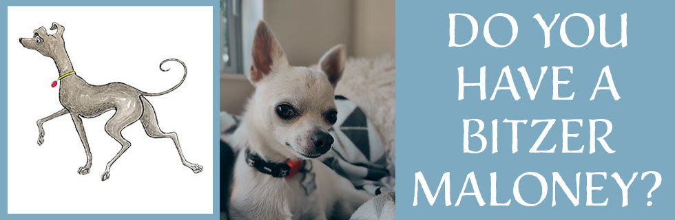 Hairy Maclary Lookalike Competition at Mighty Ape NZ