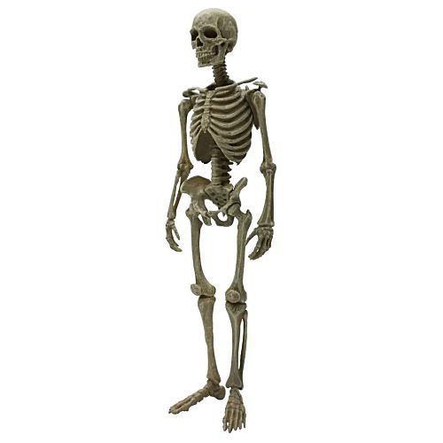 1/12 Human Skeleton - Mini Figure (Blind Box) | at Mighty Ape NZ