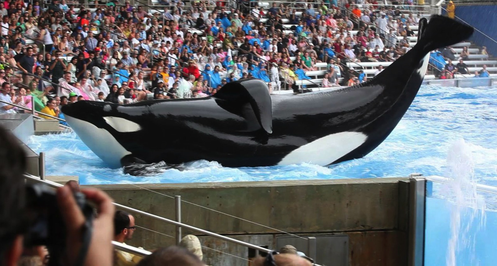 Blackfish | DVD | Buy Now | at Mighty Ape NZ