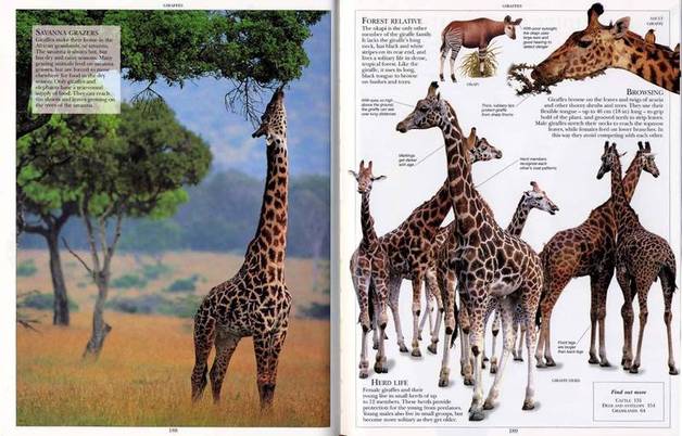 Encyclopedia of Animals | DK Book | Buy Now | at Mighty Ape NZ