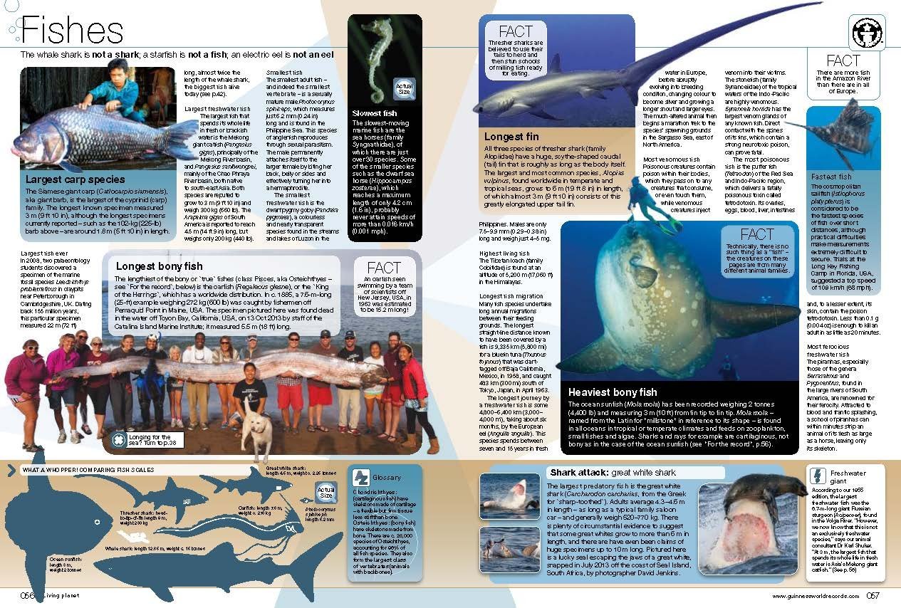 Guinness World Records 2015 | Guinness World Records Book | Buy Now ...