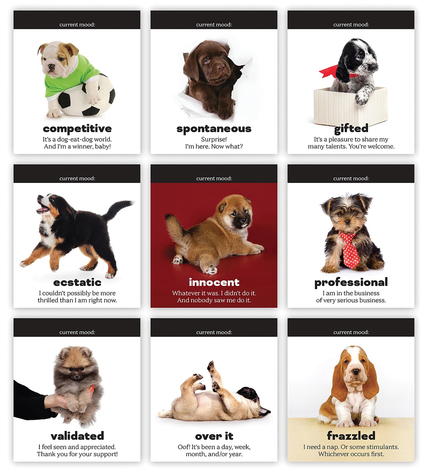 Buy Fred: Daily Doggo Desktop Flip Book at Mighty Ape NZ