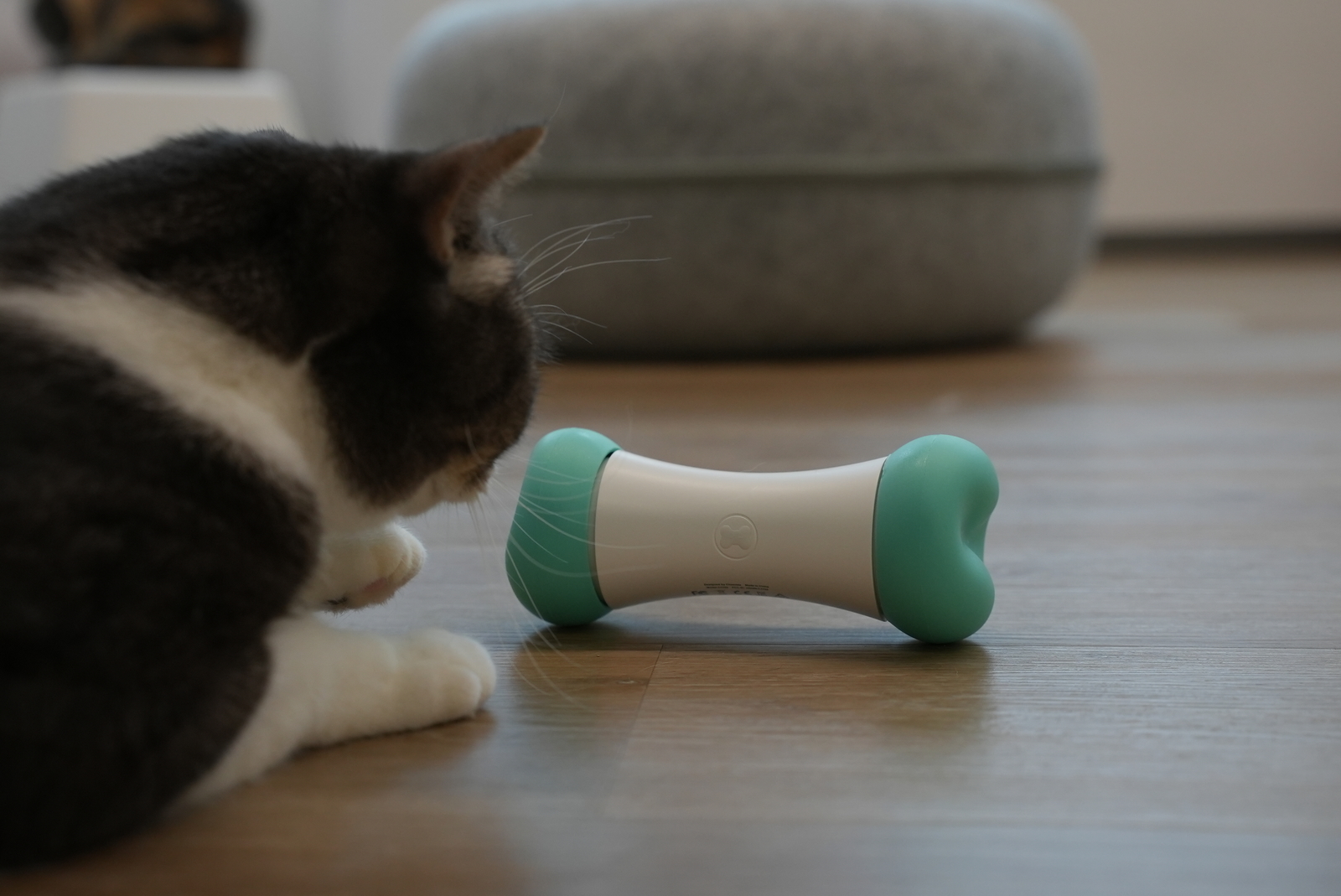 Cheerble Wicked Bone SE Dog Toy - Mint | at Mighty Ape NZ